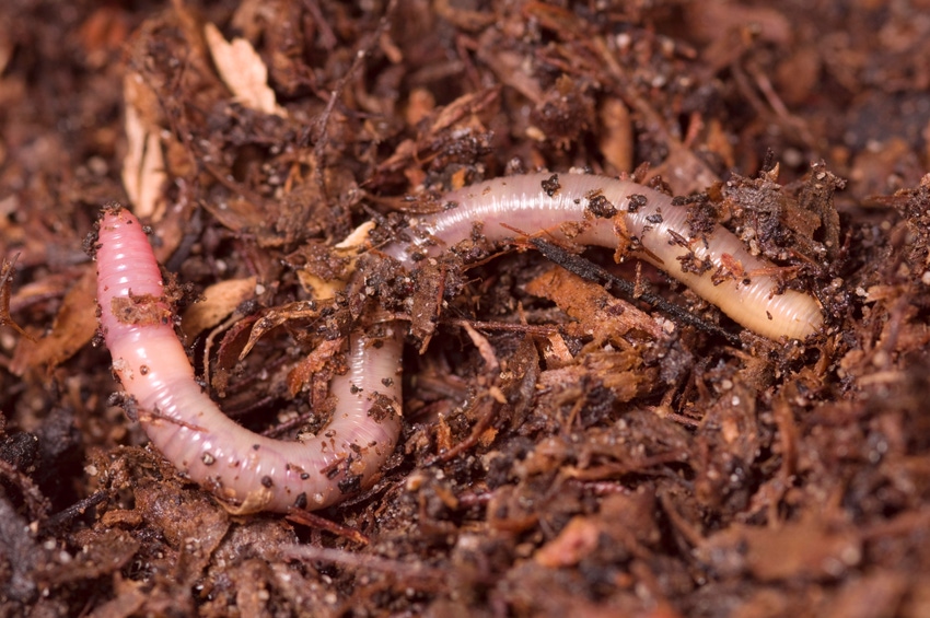 Zero-Click GenAI Worm Spreads Malware, Poisoning Models | HITBSecNews Zero-Click GenAI Worm Spreads Malware, Poisoning Models | HITBSecNews